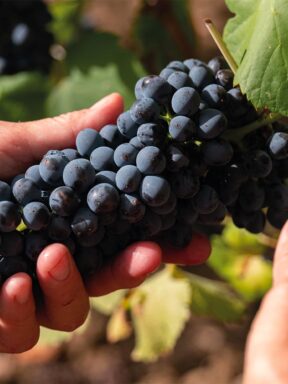 L’Andana Resort in the heart of Tuscan Maremma Official Website